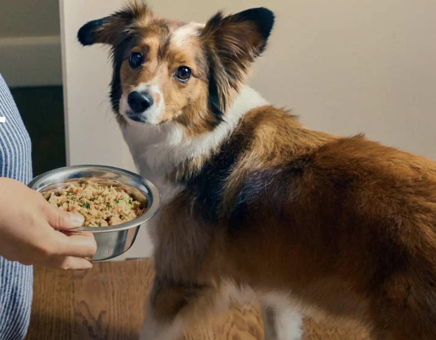 The Farmer's Dog: 60% off Your First Box! | Money Saving Mom®